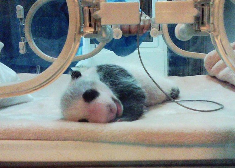 12 Interesting Facts on Baby Pandas with Great Cute pandas Photos