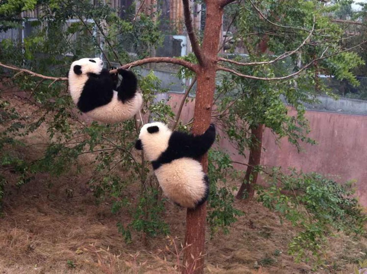 12 Interesting Facts on Baby Pandas with Great Cute pandas Photos