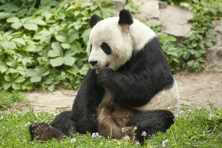 Beijing Zoo: Where to See Pandas in Beijing?