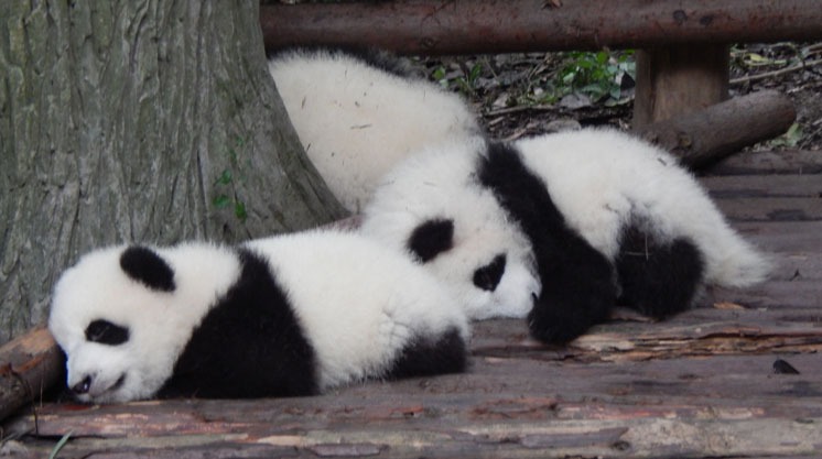 12 Interesting Facts on Baby Pandas with Great Cute pandas Photos