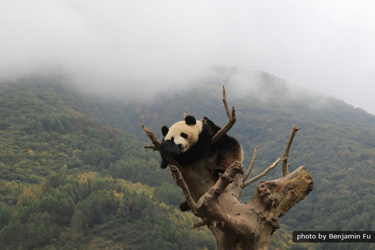 Habitat Of Giant Panda: Where The Giant Pandas Live