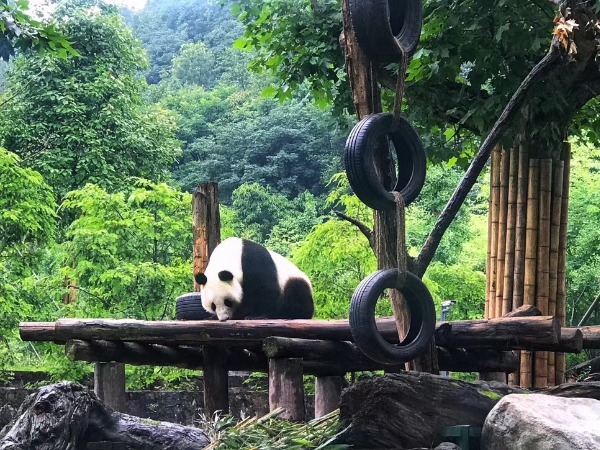 Sichuan Dujiangyan Giant Panda Base, China Giant Panda Volunteer programs