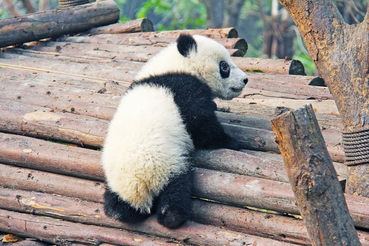 12 Interesting Facts on Baby Pandas with Great Cute pandas Photos