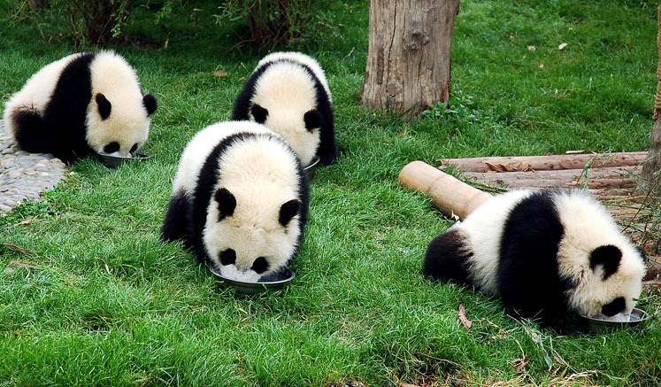 12 Interesting Facts on Baby Pandas with Great Cute pandas Photos