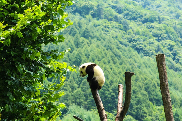 Top 5 Places to See Giant Pandas in China with Interesting Panda Photos