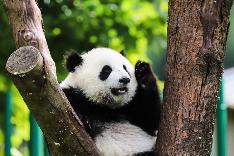 One Day Panda Base and Giant Buddha Seat in Coach Tour